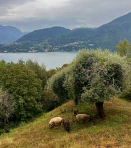 Autumn’s Splendor: Best Lake Como Places for Foliage Viewing